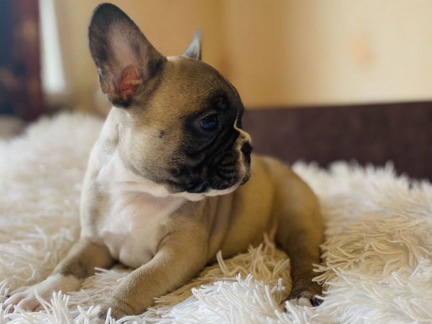 Французский бульдог