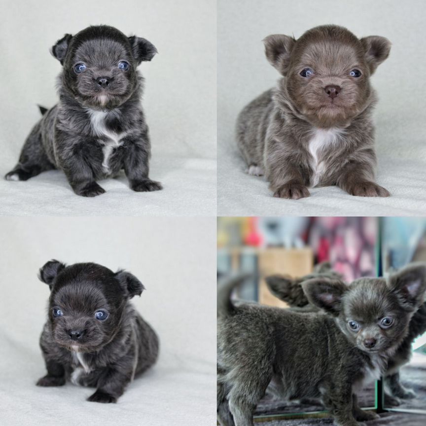 Чихуахуа, щенок