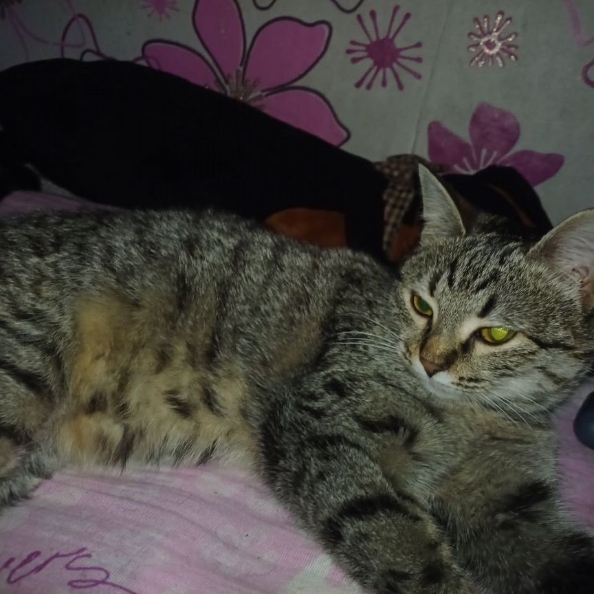 От дам кошку в хорошие руки