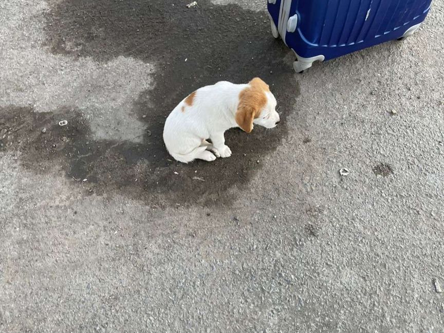 Меня бросили девочка ищет дом