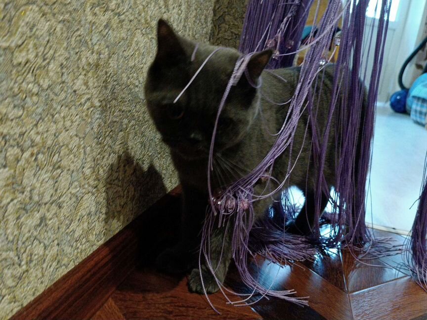 Вязка голубая британка