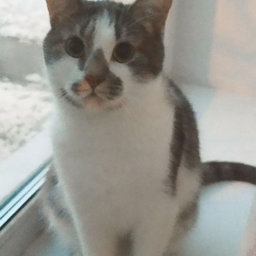 Домашний кот