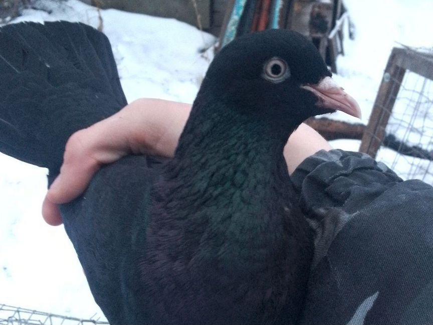 Голубь