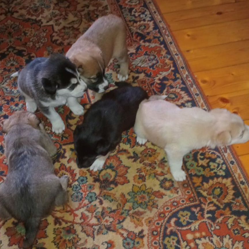 Щенок от частного владельца