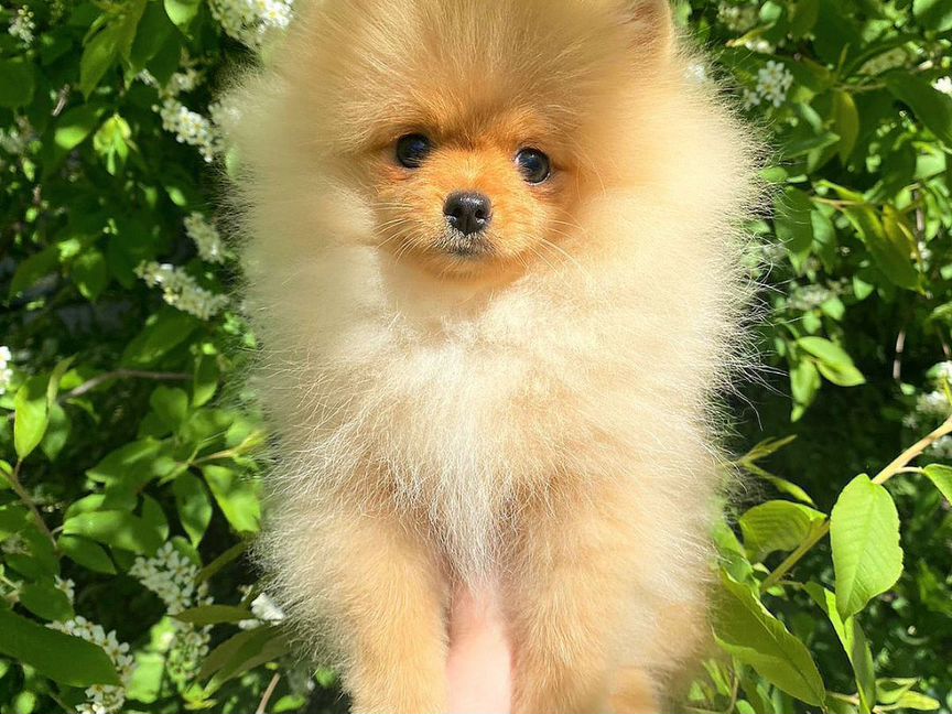 Померанский шпиц мини девочка