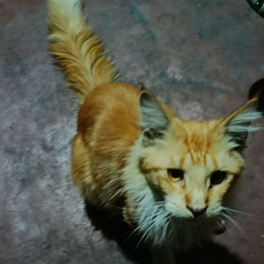 Мейн-кун, взрослый кот