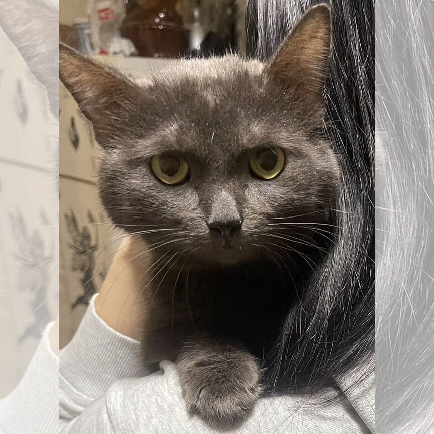 Кот
