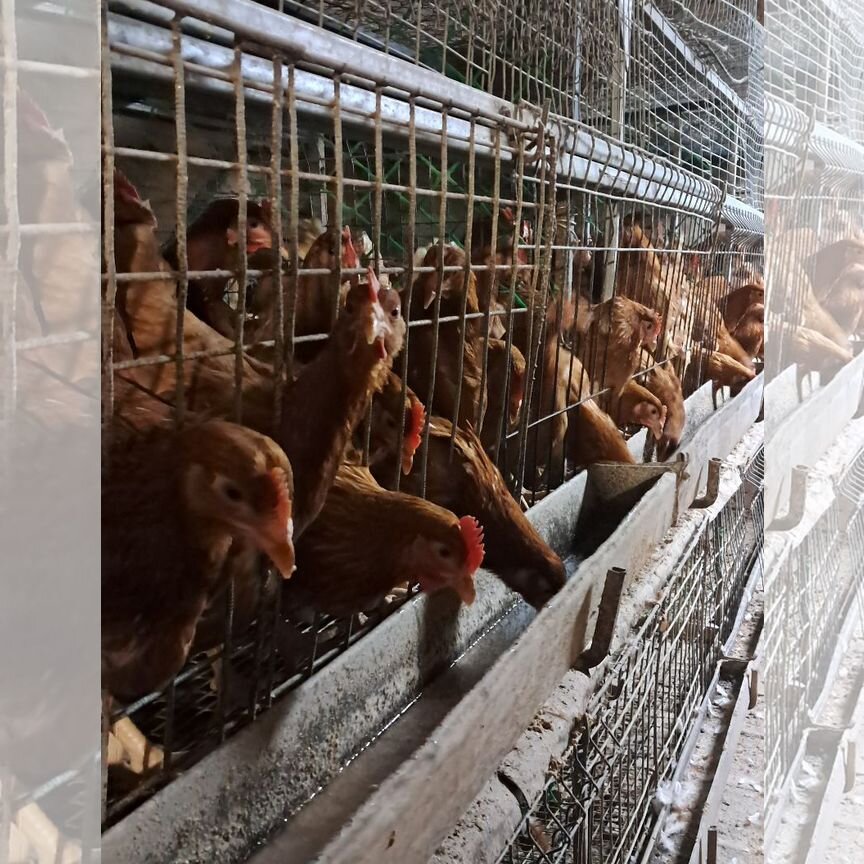 Куры молодки несушки