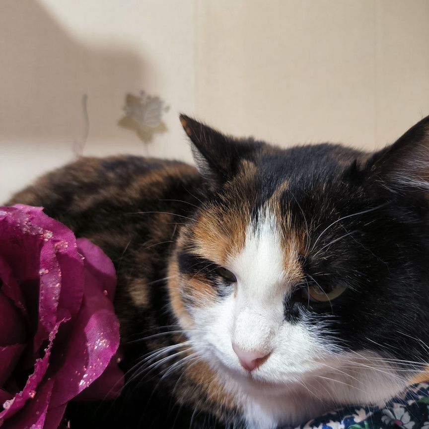 Кошечка Марьяна, 2  мама-папа найдитесь