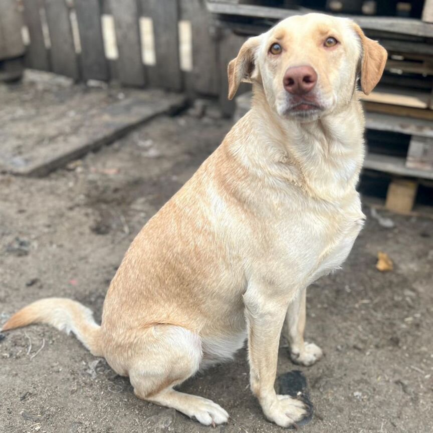 Отдам в добрые руки лабрадора