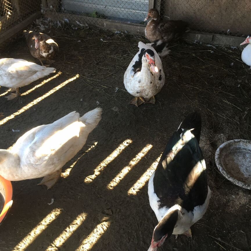 Продам индоуток на племя