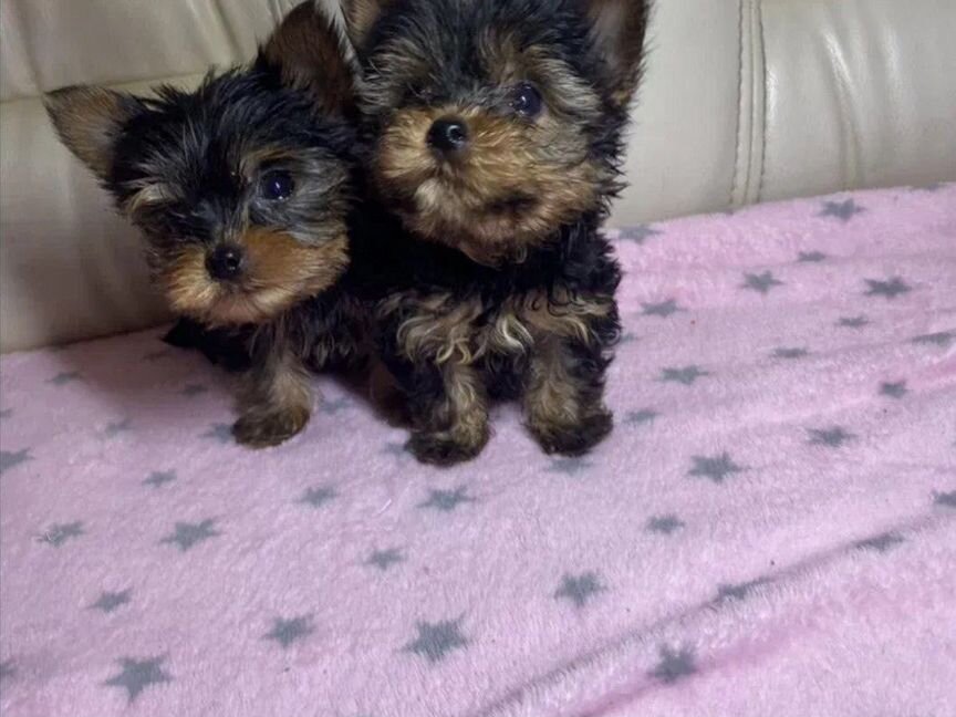 Йоркширский терьер