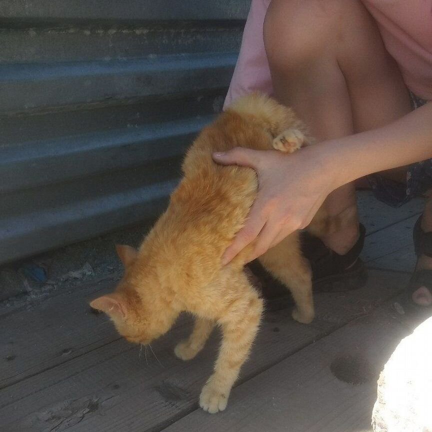 Кошка в дар бесплатно