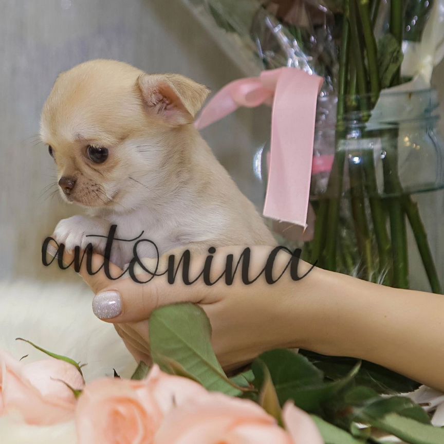 Детки чихуахуа
