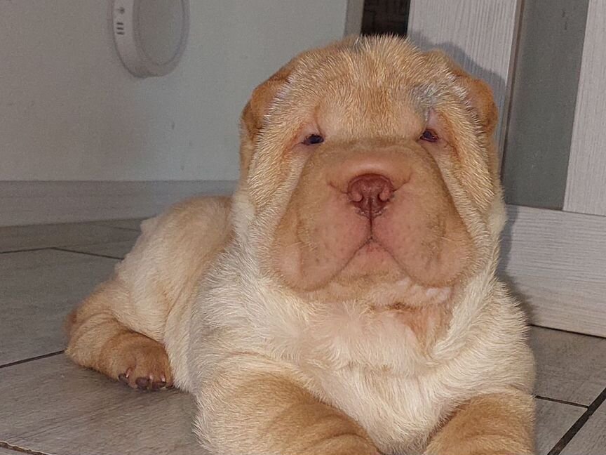 Щенки шарпей