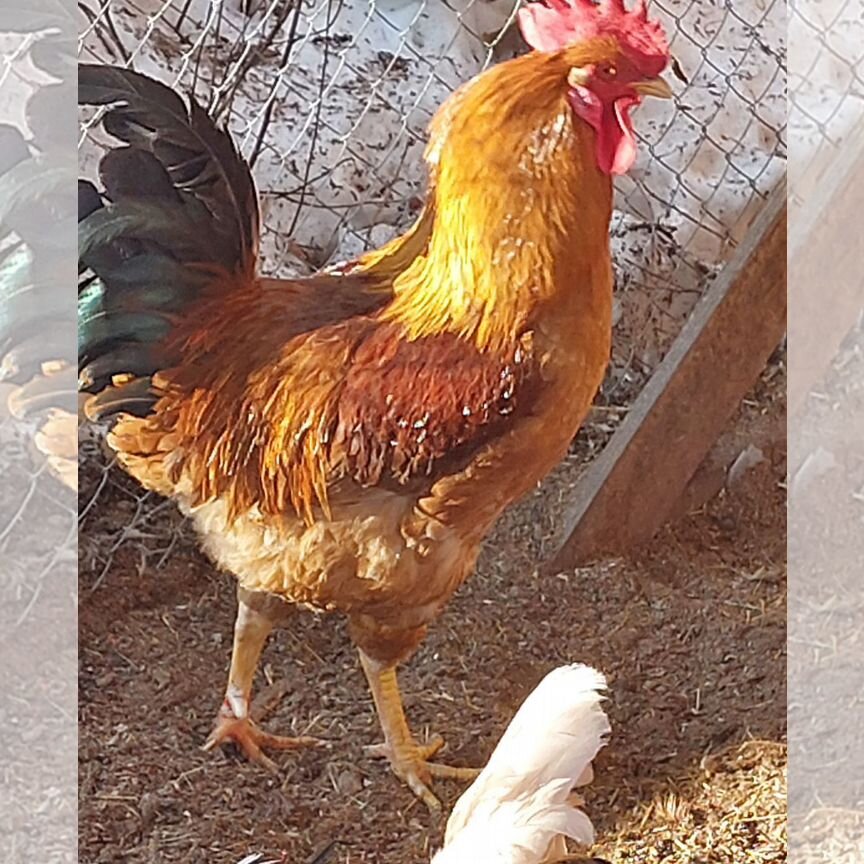 Петух кучинский