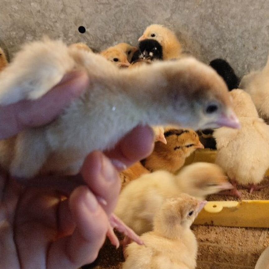 Индюшата хайбрид конвертер