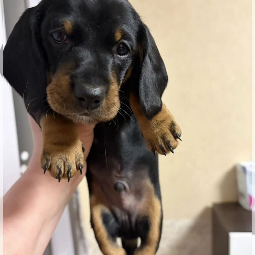 Карликовая такса, щенок