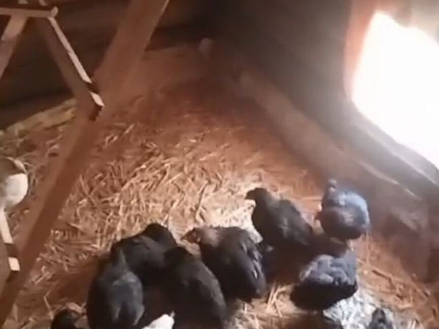 Петушки Мараны
