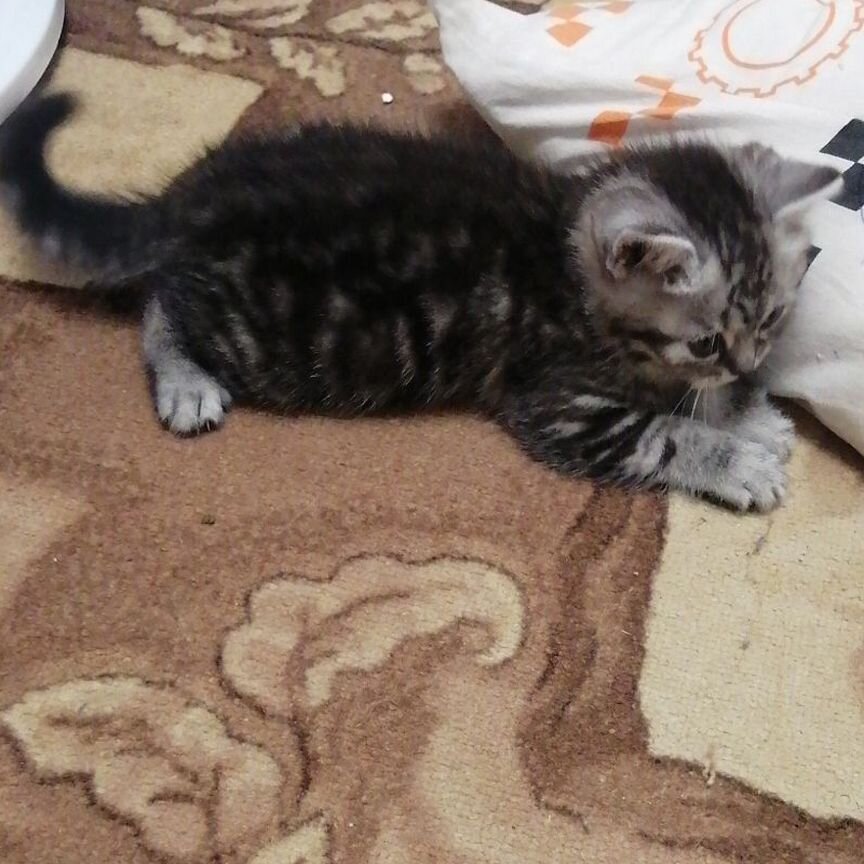 Шотландские котята чистокровные