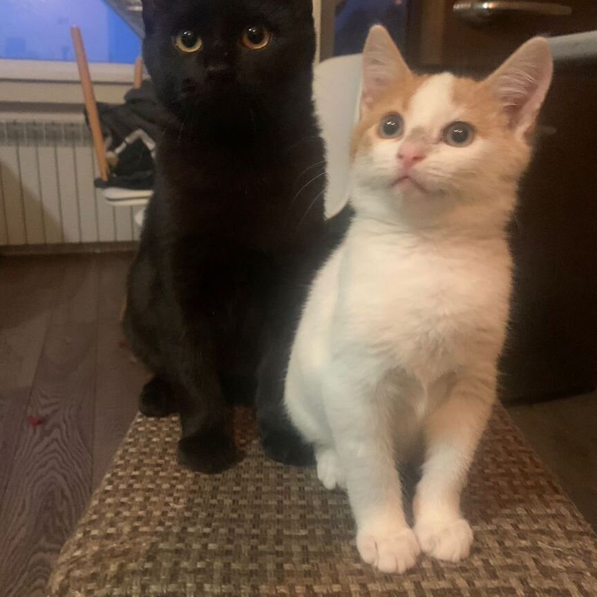Котенок в добрые руки