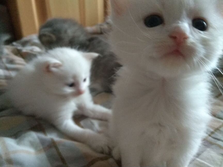 Котята от домашней кошки