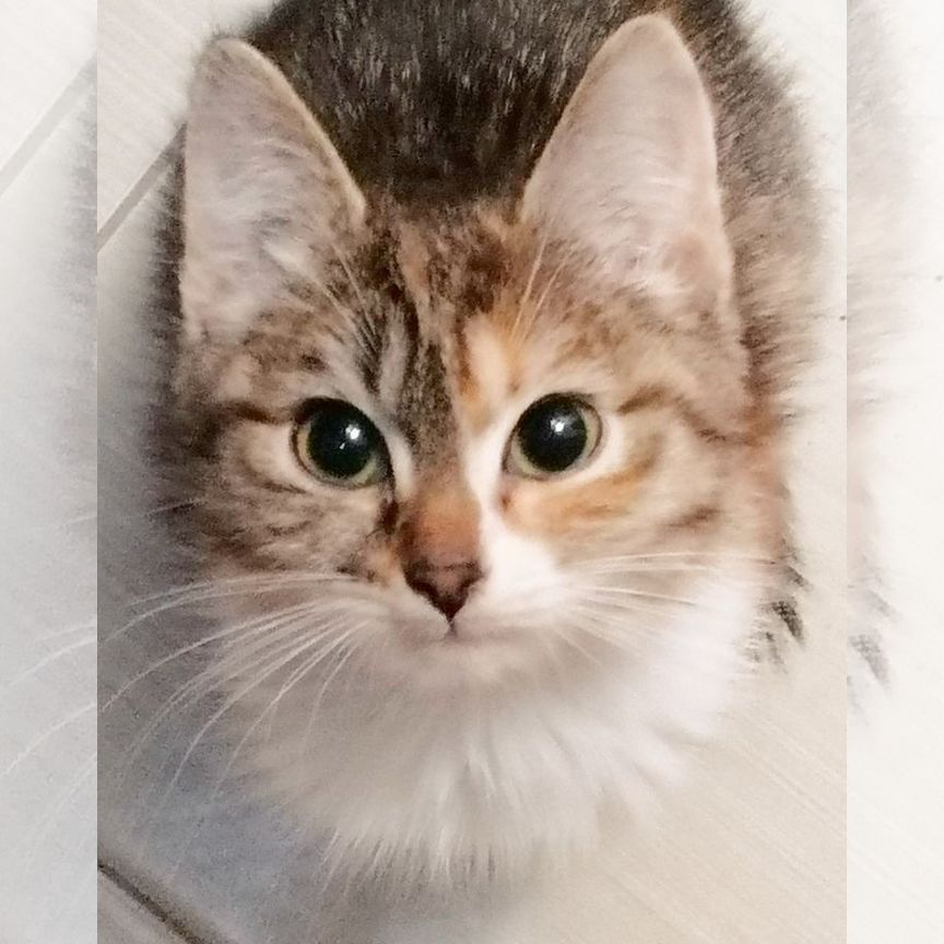 Котенок, кошечка трехцветная
