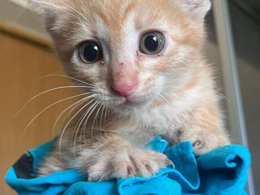 Мурчащие котятки ждут в приюте мампап