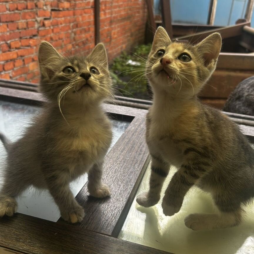 Котята в добрые руки даром бесплатно