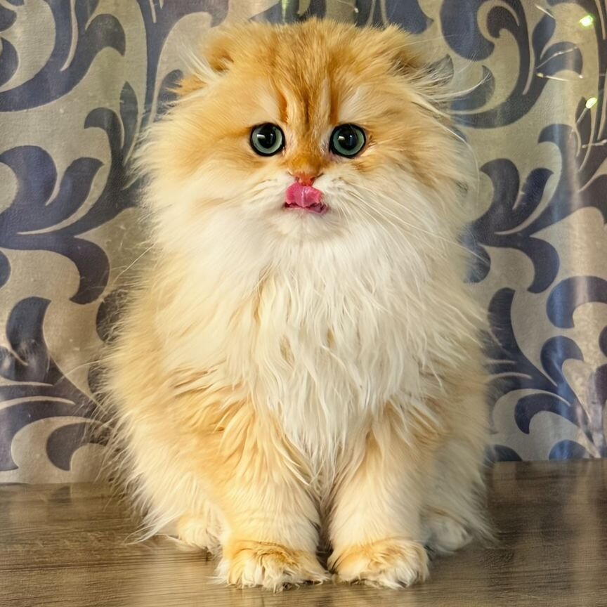 Шотландский вислоухий длинношёрстный котёнок