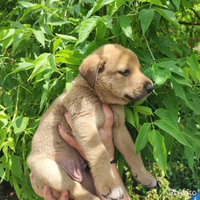 Мальчик Беляш 1 мес