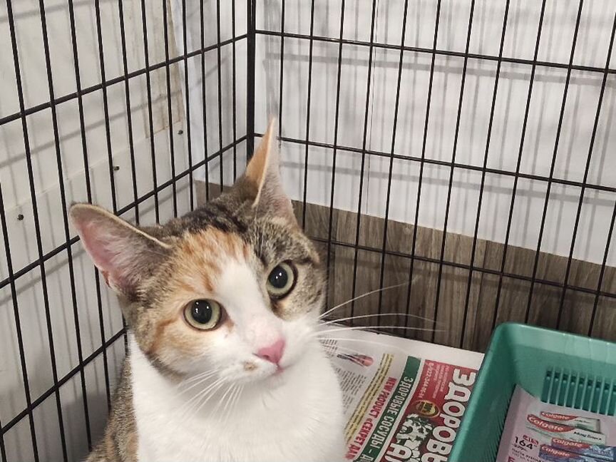 Европейская