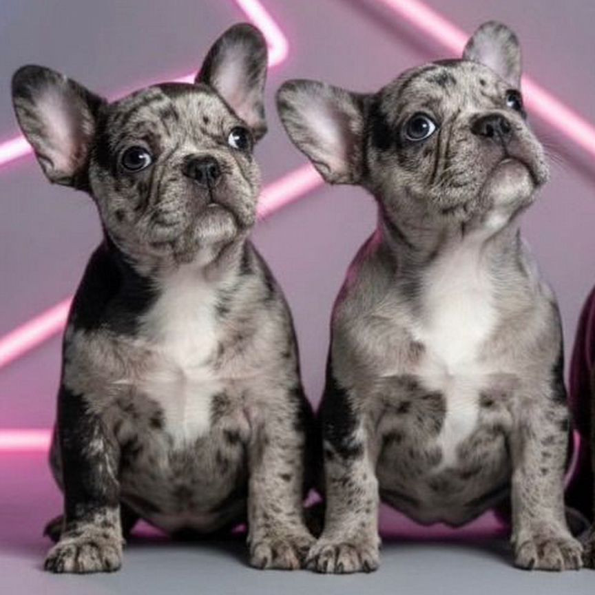 Французский бульдог, щенок