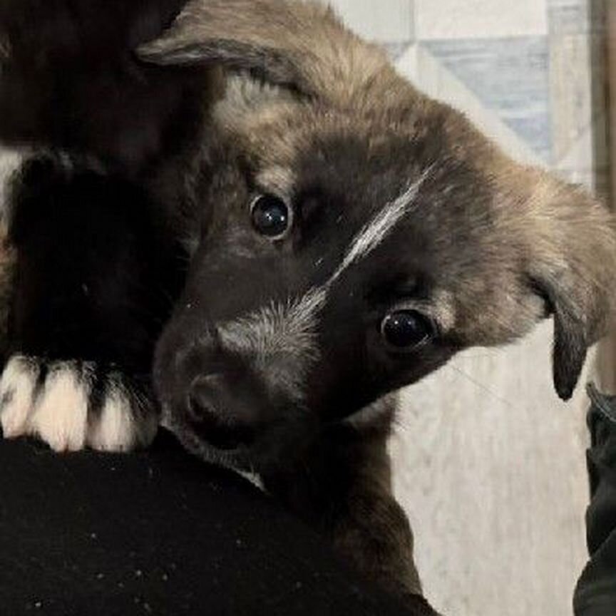 Щенок в добрые руки