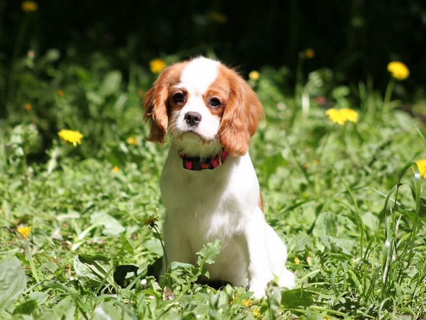 Кавалер Кинг чарльз спаниель