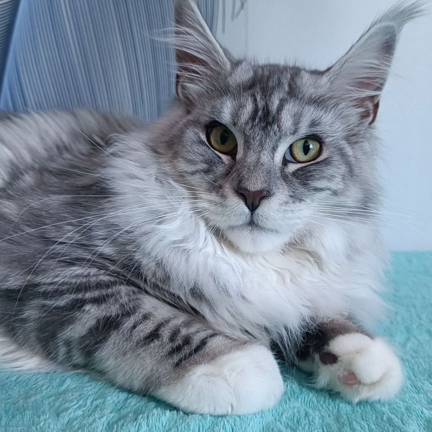 Мейн-кун котёнок