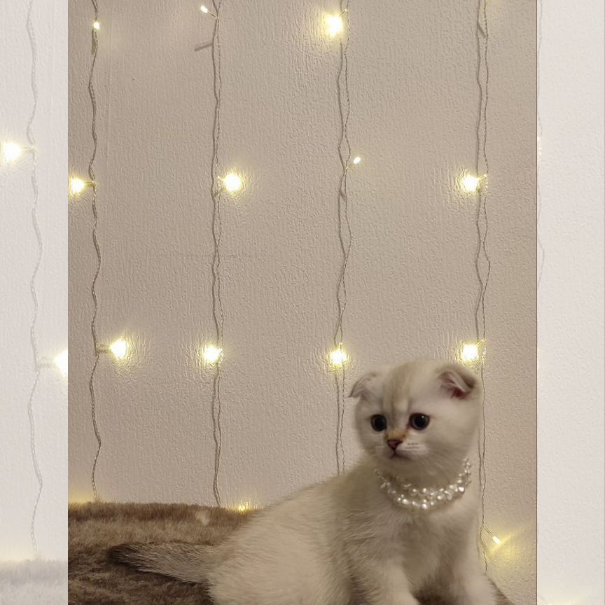 Шотландский вислоухий короткошёрстный котёнок