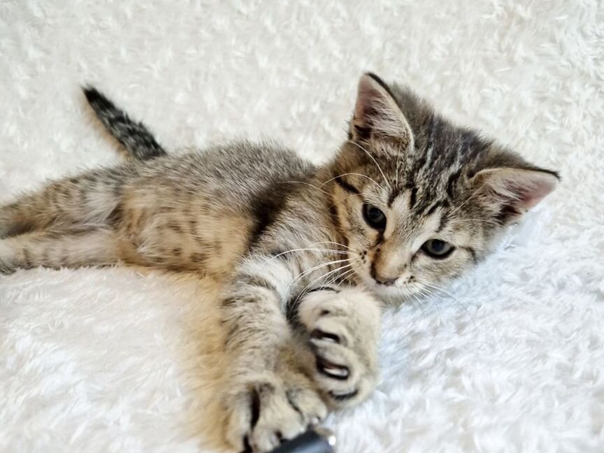 Котенок ищет дом