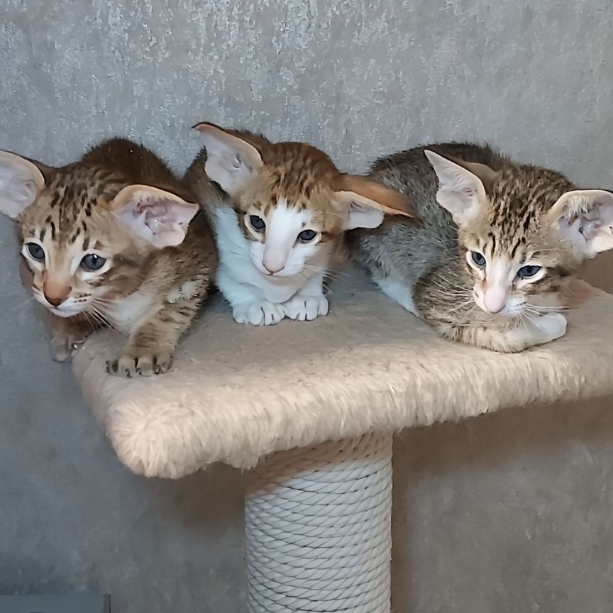 Ориентальный котёнок