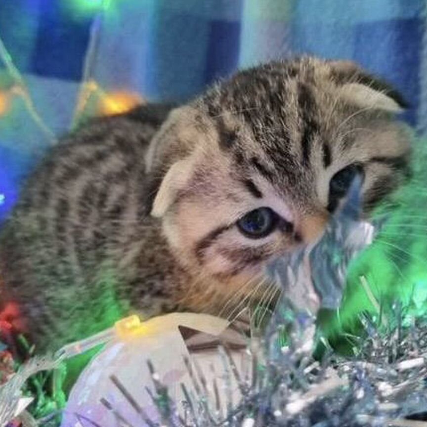 Шотландский вислоухий короткошёрстный котёнок