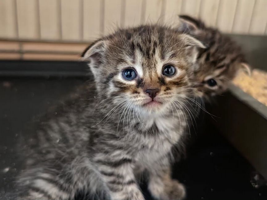 Котята-девочки в добрые руки