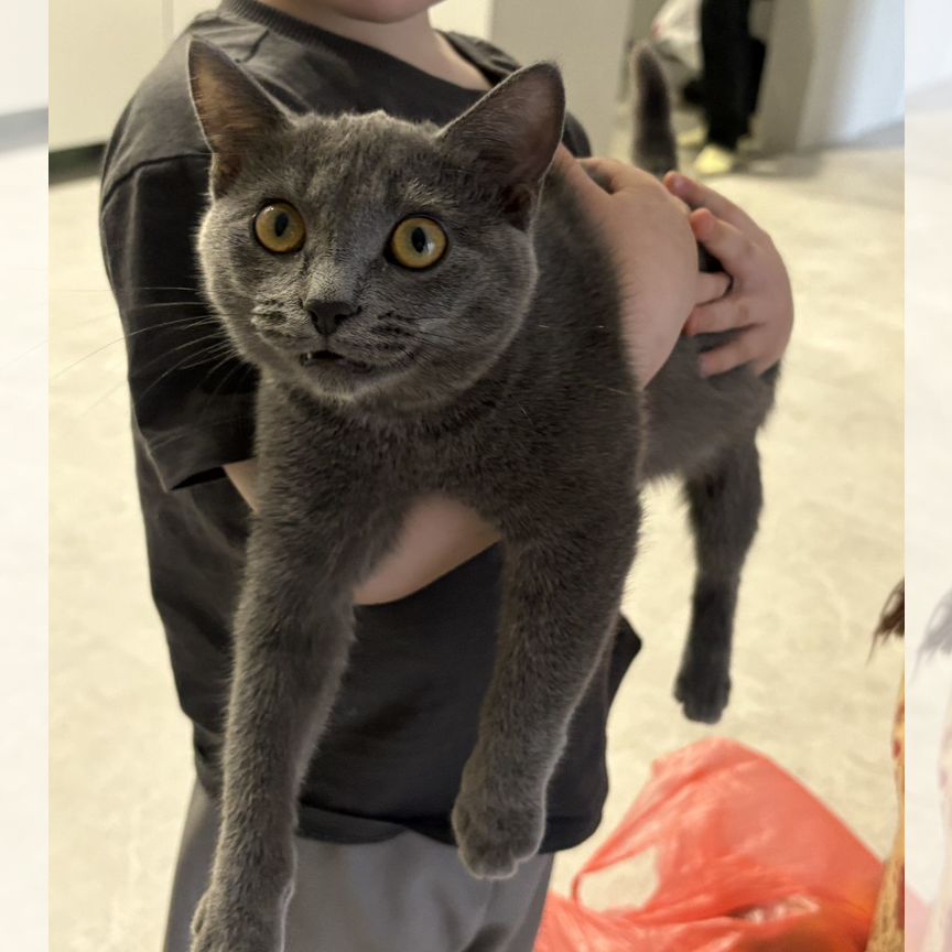 Шотландский прямоухий короткошёрстный котёнок