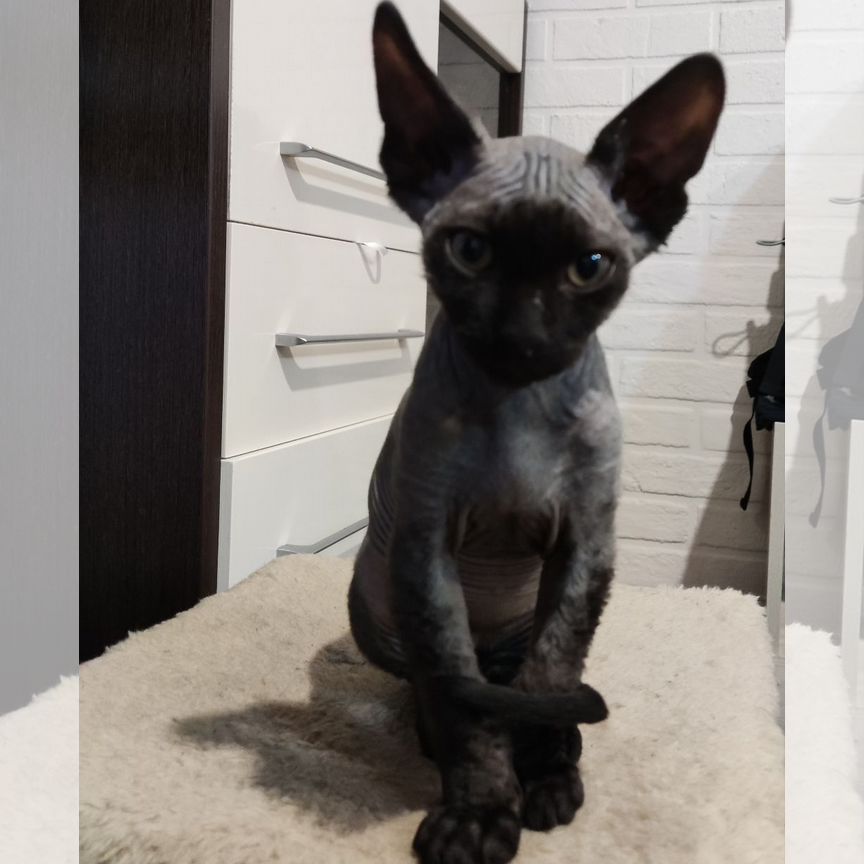 Канадский сфинкс котёнок