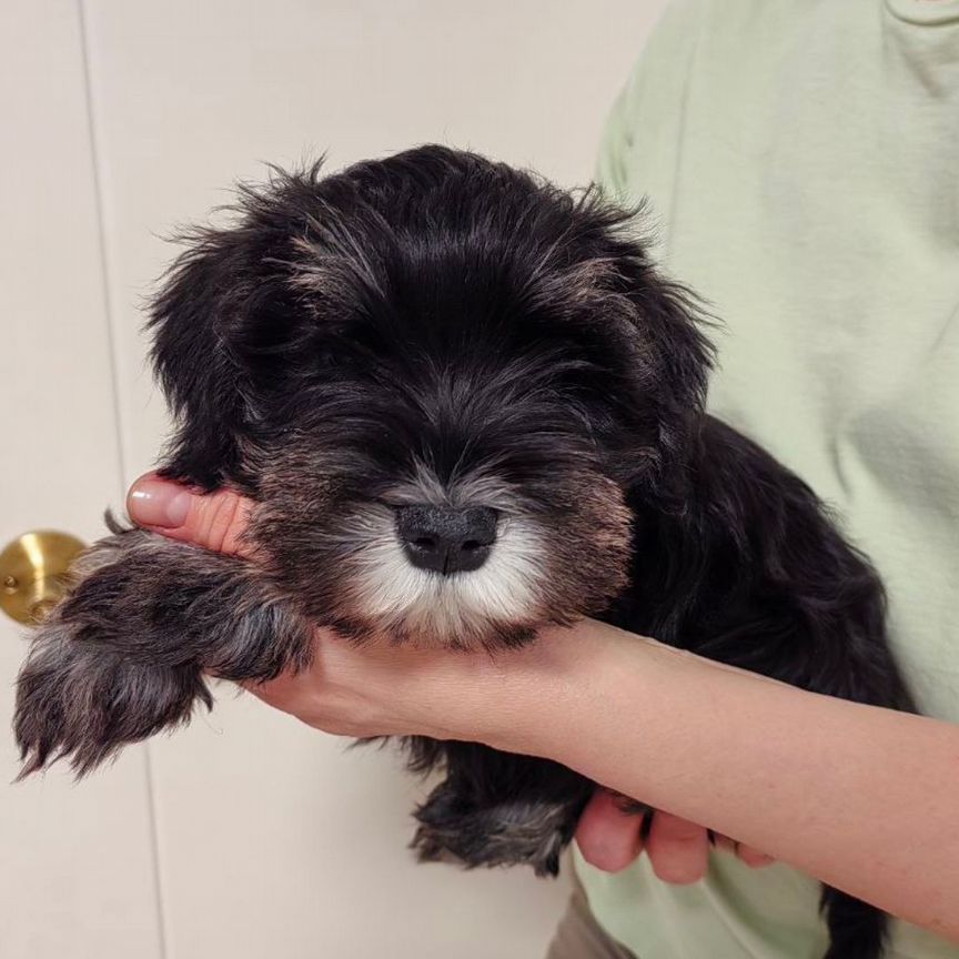 Цвергшнауцер, щенок