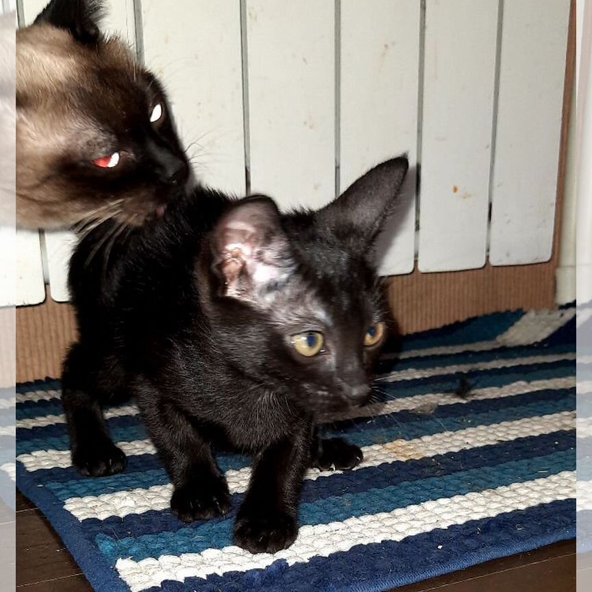 Ориентальная кошка