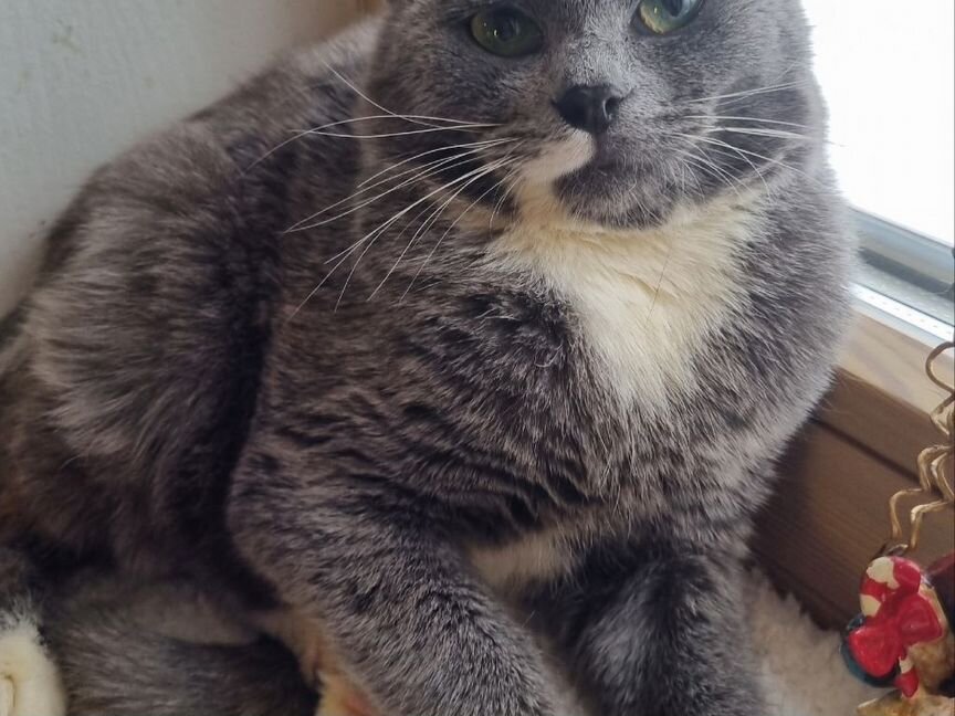 Голубой котенок