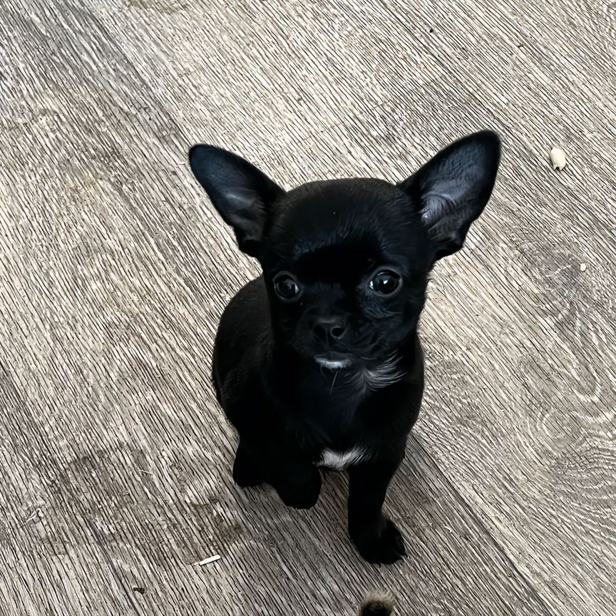 Чихуахуа, щенок