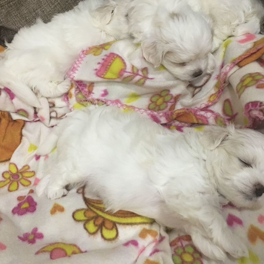 Щенки мальтезе