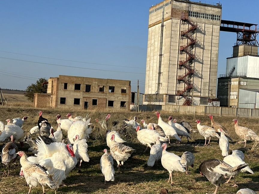 Индюки степные