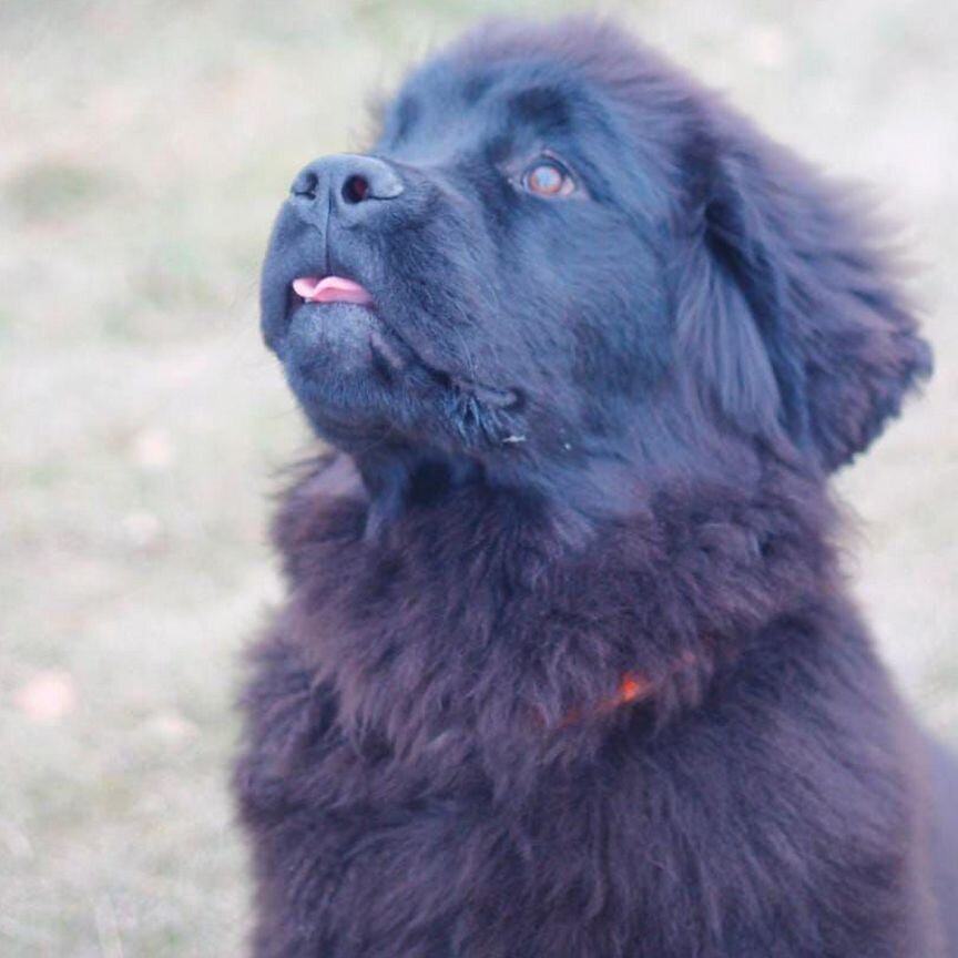 Ньюфаундленд, щенок